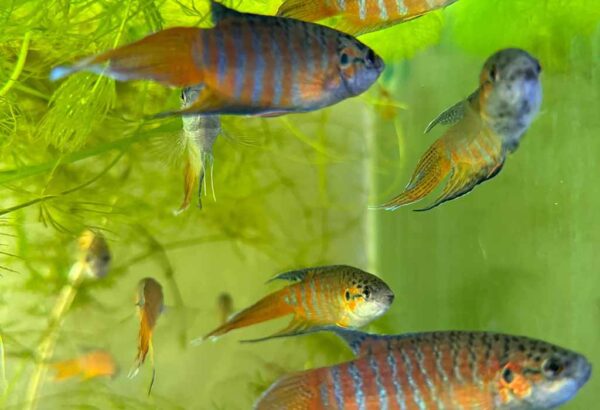 Hardy Rainbow Paradise Fish Basic Info - hygger