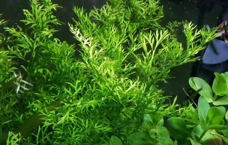 Indian Fern Ceratopteris Thalictroides Water Sprite - hygger