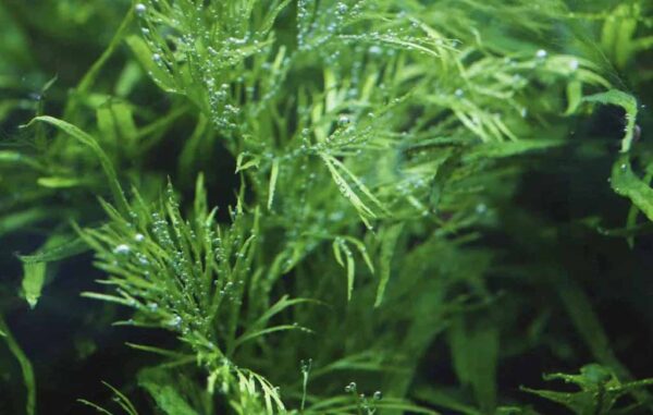 Indian Fern Ceratopteris Thalictroides Water Sprite - hygger