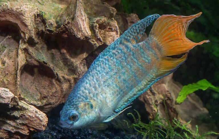 Why Do Paradise Fish Stay in the Corner of the Tank - hygger
