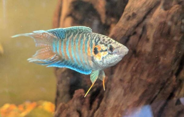 Why Do Paradise Fish Stay in the Corner of the Tank - hygger