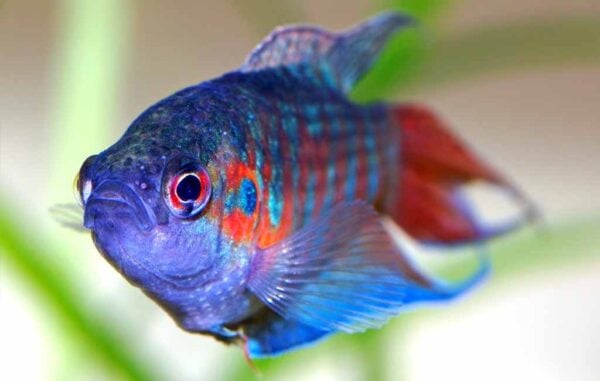 Why Do Paradise Fish Stay in the Corner of the Tank - hygger