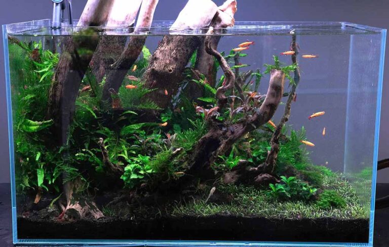 Create a Low-Maintenance Biotope Aquarium At Home - hygger