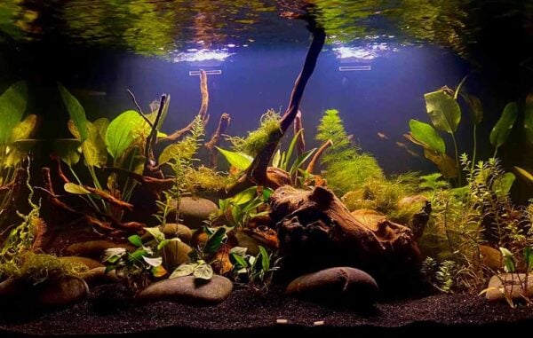 Create a Low-Maintenance Biotope Aquarium At Home - hygger