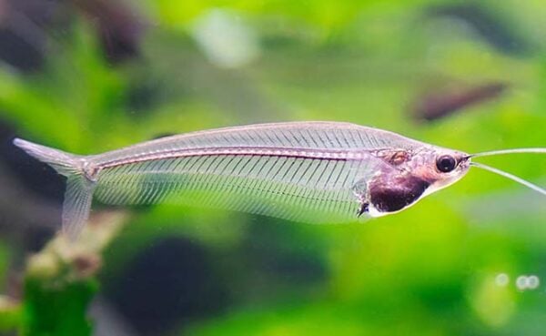 Learn About Captivating Species of Glass Catfish - hygger