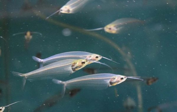 Learn About Captivating Species of Glass Catfish - hygger