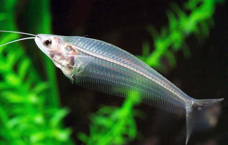 Learn About Captivating Species of Glass Catfish - hygger