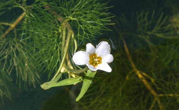 What Are the Nymphaeales Families in Aquariums - hygger