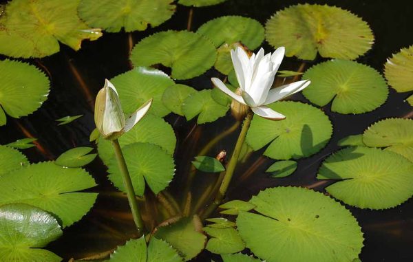 What Are the Nymphaeales Families in Aquariums - hygger