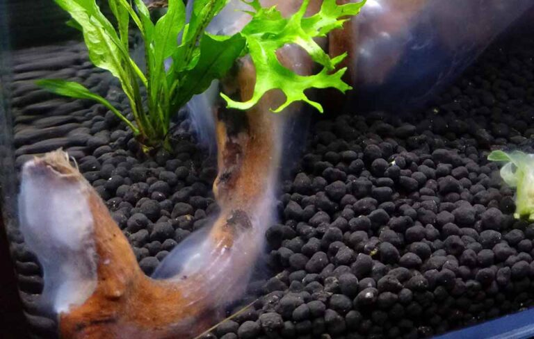 What Is Biofilm and How to Maintain It in Fish Tank - hygger