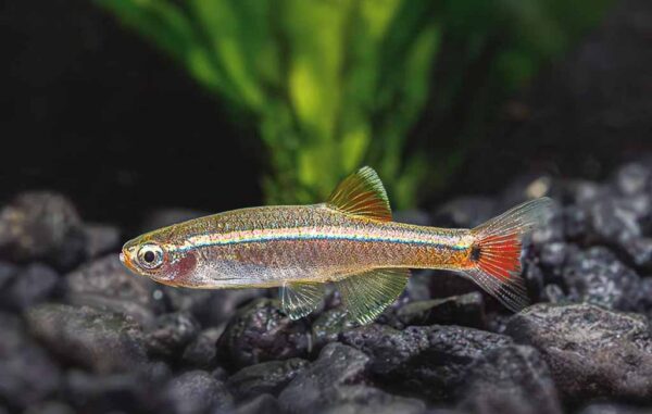 White Cloud Mountain Minnow Requirements & Lifespan - hygger