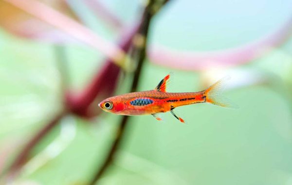 Peaceful and Shoaling Chili Rasbora Care Guide - hygger