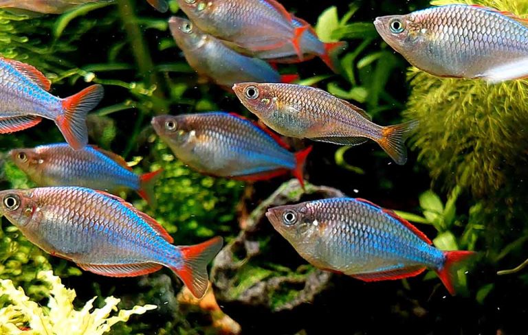 Fish Profile What Type of Fish Has a Rainbow Color - hygger