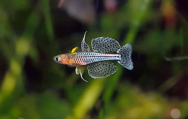 Fish Profile What Type of Fish Has a Rainbow Color - hygger
