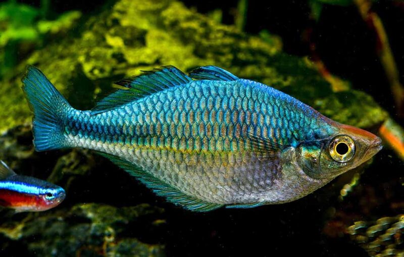Fish Profile What Type of Fish Has a Rainbow Color - hygger