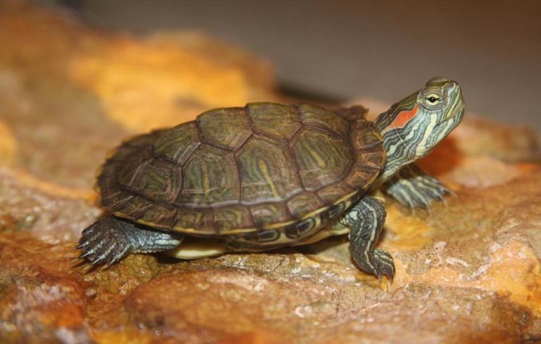 Getting to Know Terrapin Red-Eared Slider - hygger