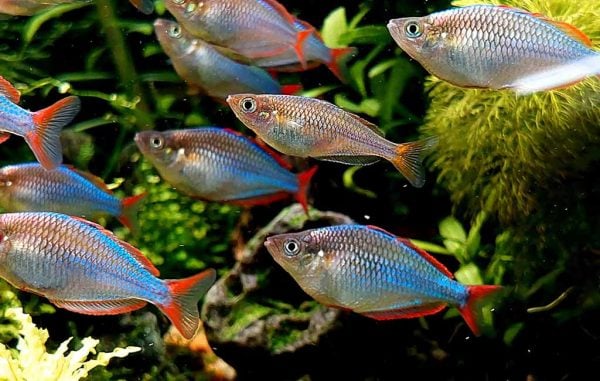 How Many Rainbow fish Should Be Kept Together - hygger
