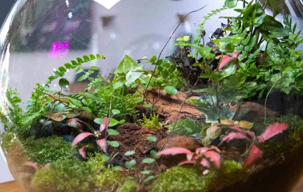 How to Build a Simply Beautiful Terrarium - hygger