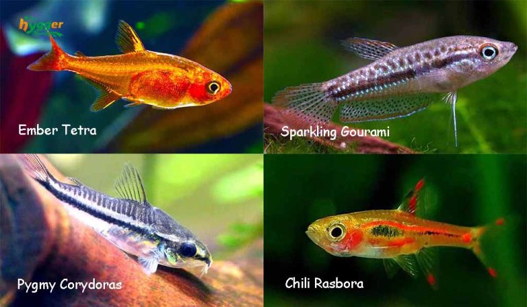 What Are the Smallest Aquarium Fish - hygger