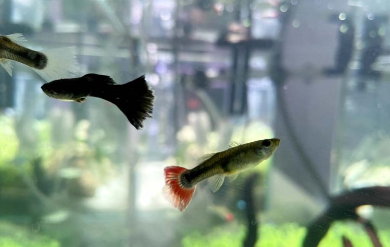 Aquatic Pets Reproduce Sexually and Asexually - hygger
