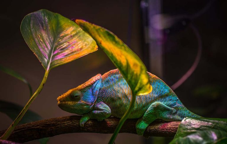 Bioactive Tank Types and Setup Ideas - hygger