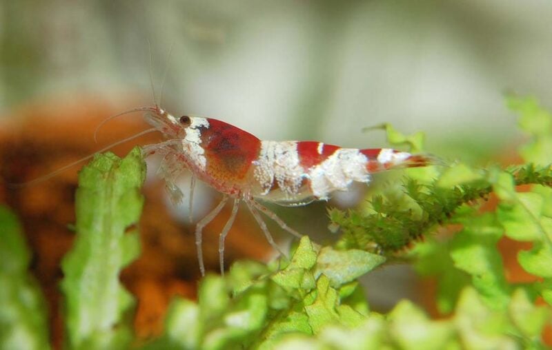 Choose a Freshwater Shrimp for Beginners - hygger