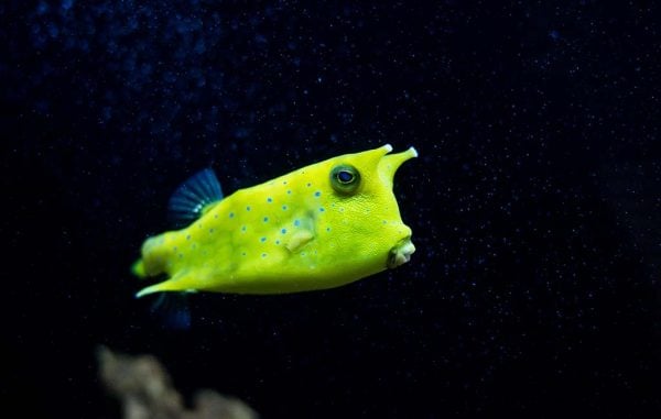 Keeping a Boxfish Thrive in a Tank - hygger