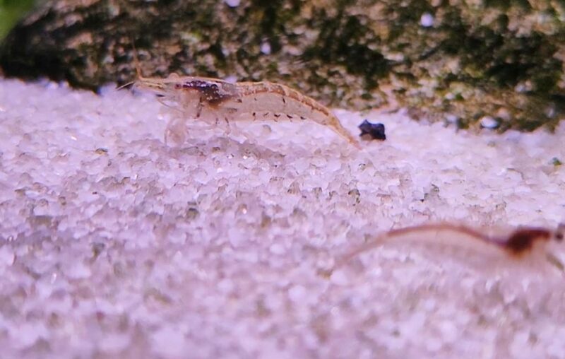 Setting up a Shrimp Tank and Make It Work - hygger