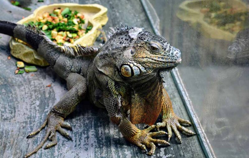 What Nutrients That All Reptiles Need - hygger