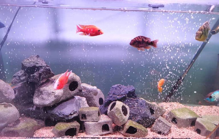 A Complete Setup of A FOWLR Tank - hygger