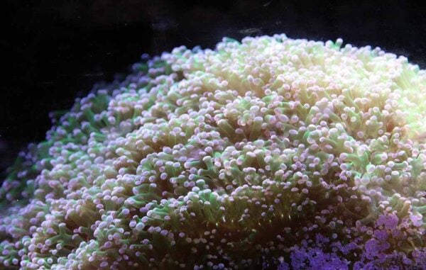 Aquarium Invertebrates Profile and Classification - hygger