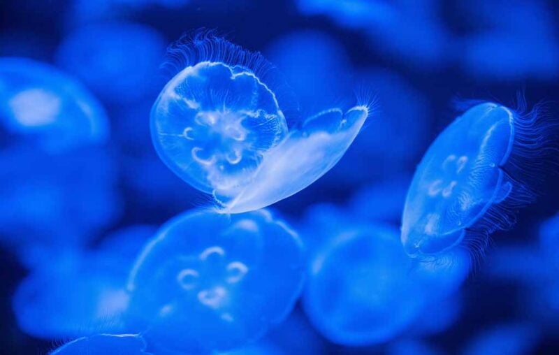 Aquarium Invertebrates Profile and Classification - hygger