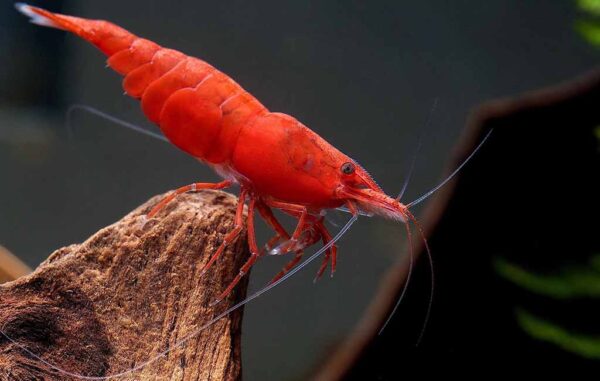 Care Guide for Fire Red Shrimp in Tanks - hygger
