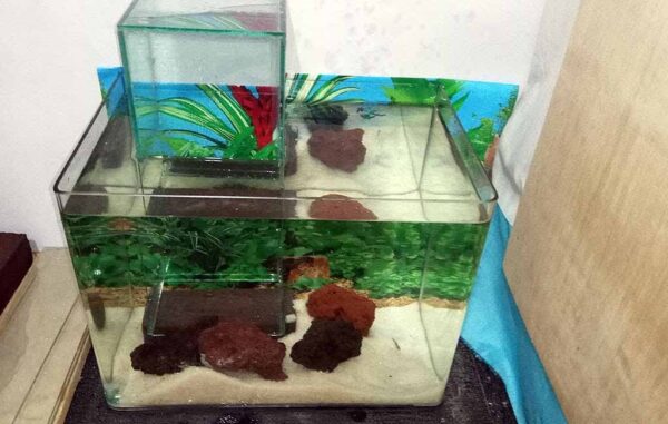 How to Maintain a Planted Invert Tank - hygger