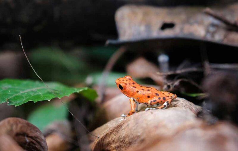 The Smart Pet Choice of Fire Belly Newt - hygger