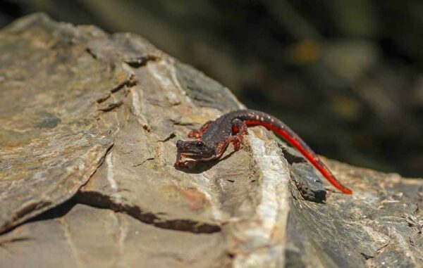 The Smart Pet Choice of Fire Belly Newt - hygger