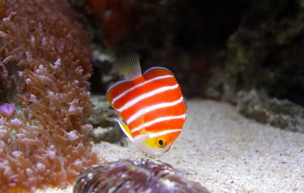 A History of Peppermint Angelfish in the Aquarium - hygger