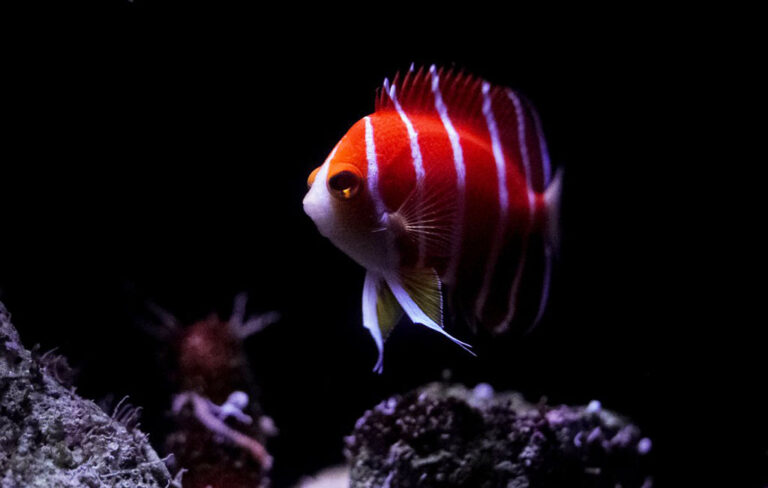 A History of Peppermint Angelfish in the Aquarium - hygger