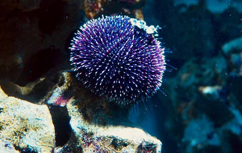 Build Sea Stars, Sea Urchins, Sea Cucumbers Tanks - hygger
