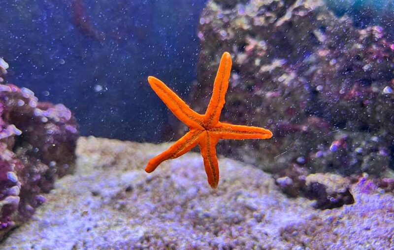 Build Sea Stars, Sea Urchins, Sea Cucumbers Tanks - hygger
