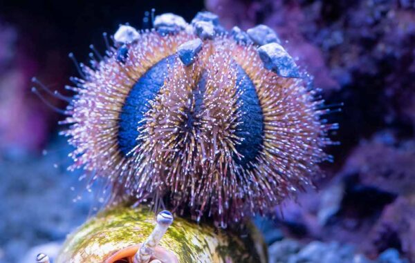 Build Sea Stars, Sea Urchins, Sea Cucumbers Tanks - hygger