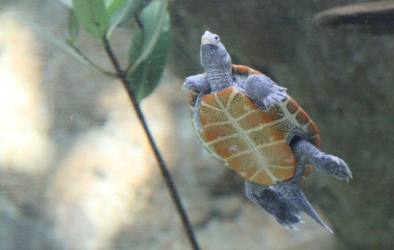 Particular Turtle Species That Can Thrive in Tanks - hygger