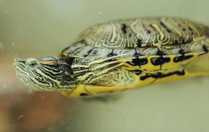 Particular Turtle Species That Can Thrive in Tanks - hygger