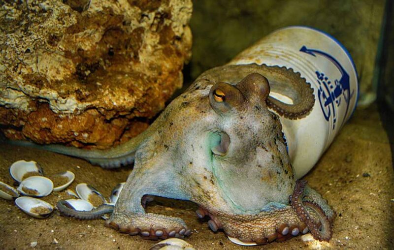 Fascinating Octopuses You Can Keep in the Home Tank - hygger