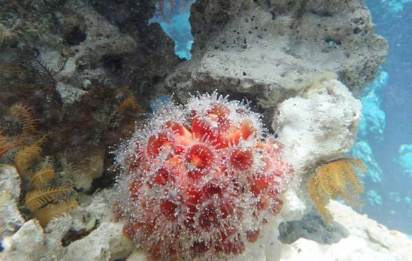 Focus on the Most Invasive Corals In Your Tank - hygger