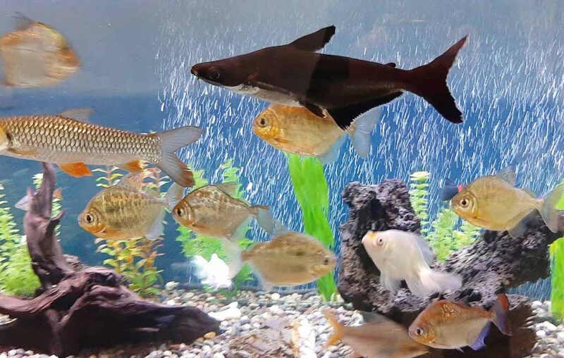 Versatile Tank Sizes for Various Aquarium Fish - hygger
