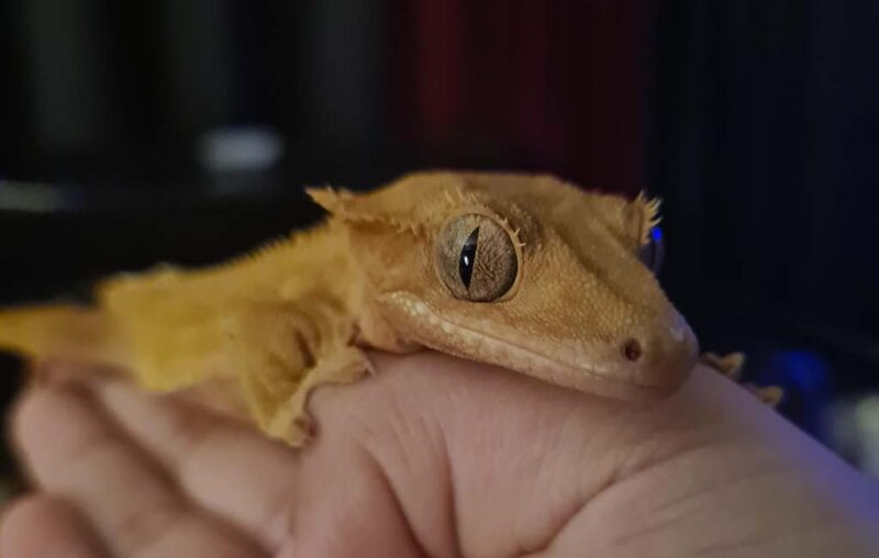 Advice for Restoring a Dehydrated Crested Gecko - hygger