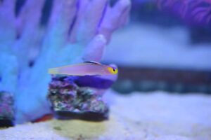 Aquarium Firefish Goby Info and Care Guide - hygger