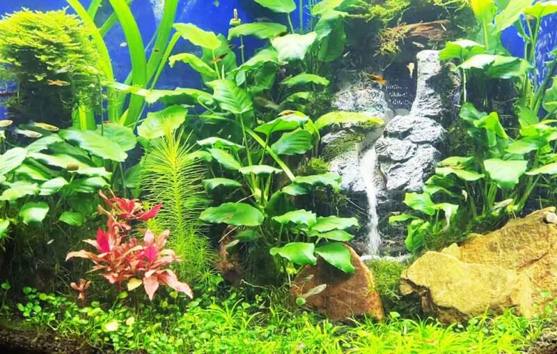 Creating a Cascading Waterfall Inside Your Tank - hygger