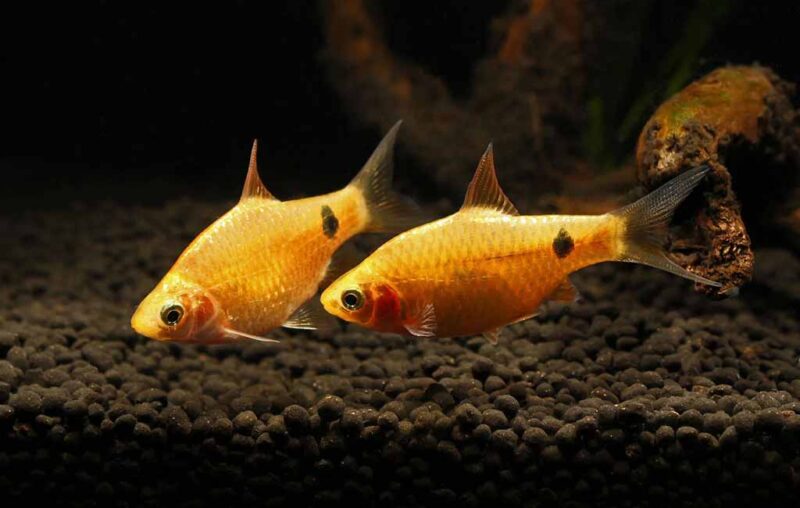 How Many Rosy Barbs Can a Fish Tank Hold - hygger